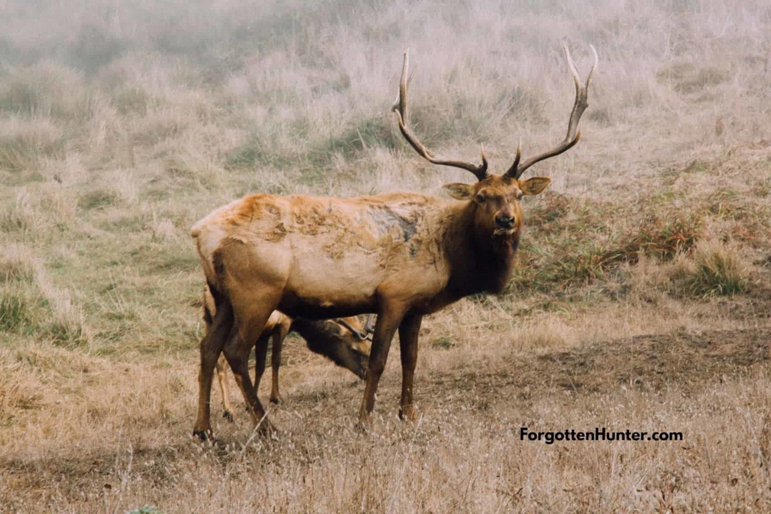 Barnett Jackal Review - Cheap Entry-Level Crossbow - Out For The Hunt