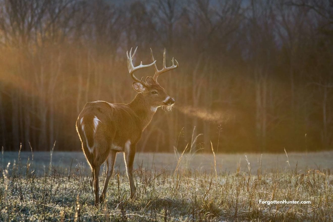 13 Best Deer Hunting Tips - Out For The Hunt