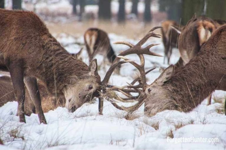 The 6 Best Deer Calls For 2025 – Hands-on Reviews And Buyer’s Guide ...