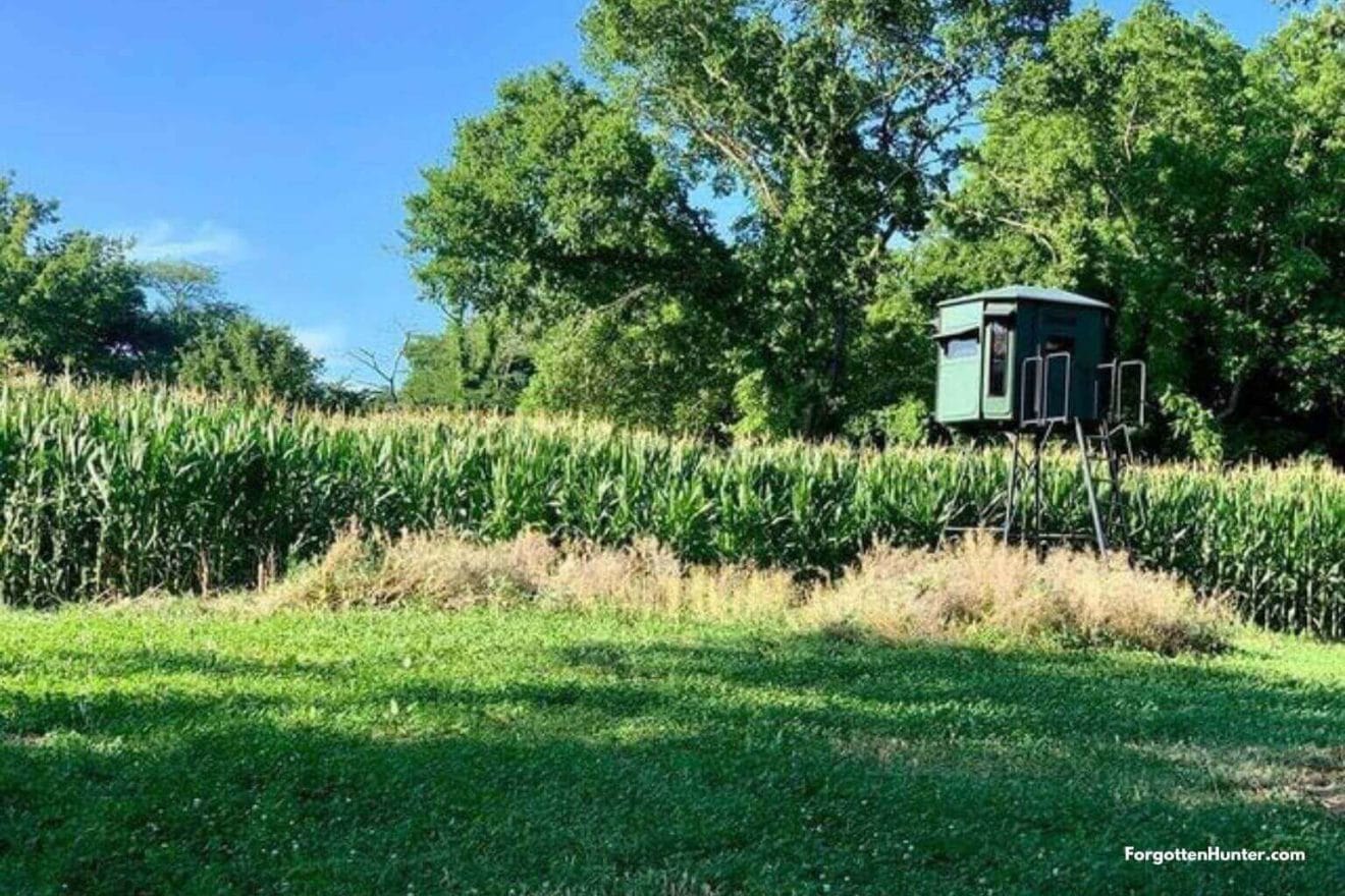 Best Deer Food Plot Mixes For 2025 [annuals & Perinneals] – Buyer’s ...