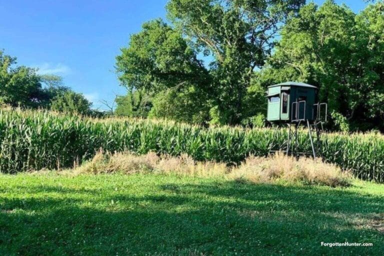 Best Deer Food Plot Mixes For 2025 [annuals & Perinneals] – Buyer’s ...